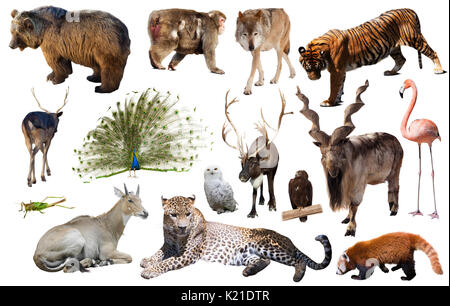 assortment of many kind of asian wild birds, reptiles and animals on ...