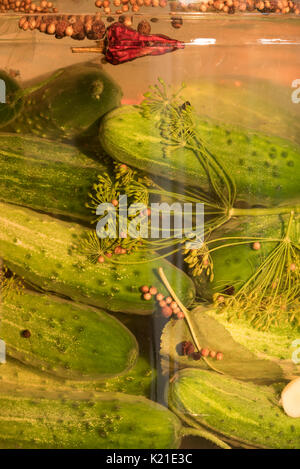 Pickling cucumbers curing in a salt brine Stock Photo - Alamy