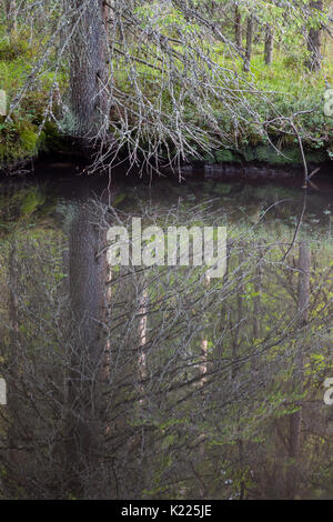 Small forest pond perfect reflection Finland Stock Photo - Alamy