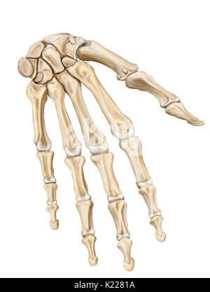 Terminal part of the upper limb, having a tactile and prehensile ...