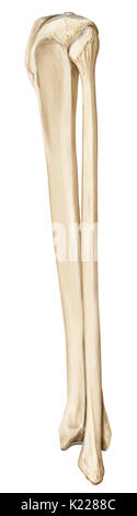 Human lower leg bone (fibula), illustration Stock Photo - Alamy