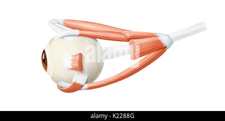 This image shows a lateral view of the eye muscles Stock Photo - Alamy