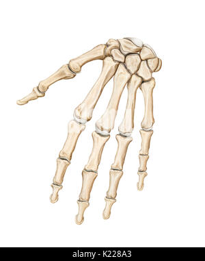 Terminal part of the upper limb, having a tactile and prehensile ...