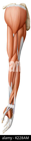 The image shows a lateral view of the muscles of the head and neck ...