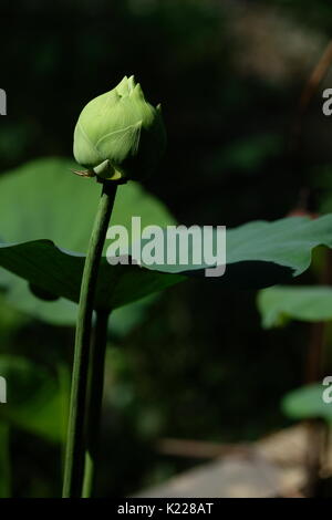 Unbloomed lotus flower Stock Photo - Alamy