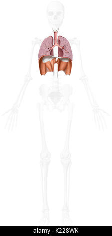 This image shows a cross section of the lungs, which reveals the main ...