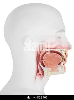 This image shows the upper organs of the digestive system Stock Photo ...