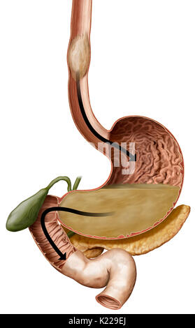 This image shows the path that the alimentary bolus takes during the ...