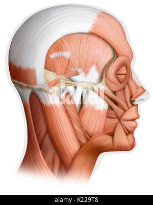 The image shows a lateral view of the muscles of the head and neck ...