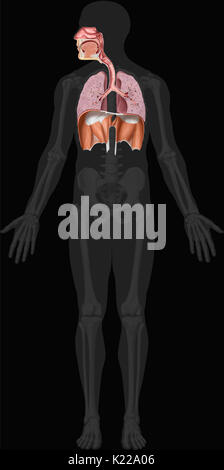 This image shows a cross section of the lungs, which reveals the main ...