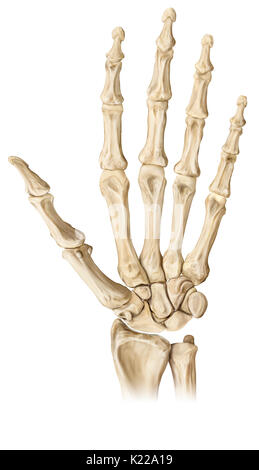 Terminal part of the upper limb, having a tactile and prehensile ...