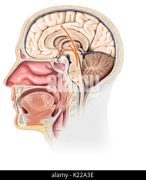 When a taste bud comes into contact with a sapid substance (that has a ...