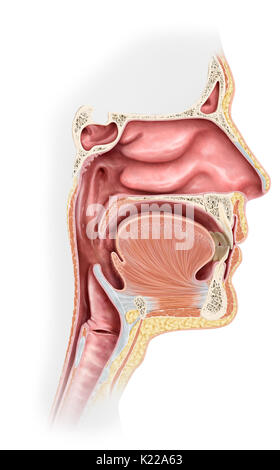 This image shows the nasal cavity, the epiglottis, the mouth, the ...