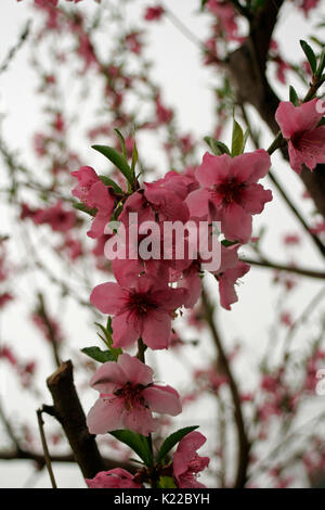close-up of pink nectarine tree blossoms outdoor in beautiful backyard ...