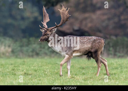 Adult mature Fallow Deer Buck walking Stock Photo - Alamy