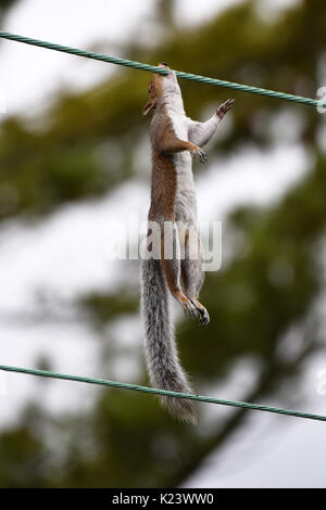 Grey squirrel electrocuted on power lines in Wakefield Yorkshire ...