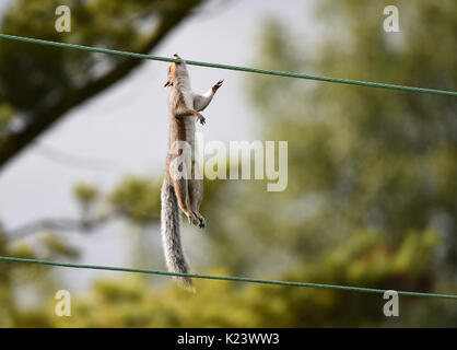 Grey squirrel electrocuted on power lines in Wakefield Yorkshire ...