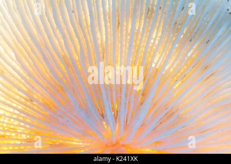 Macro image of backlit coral core, color of the year 2020 pantone ...