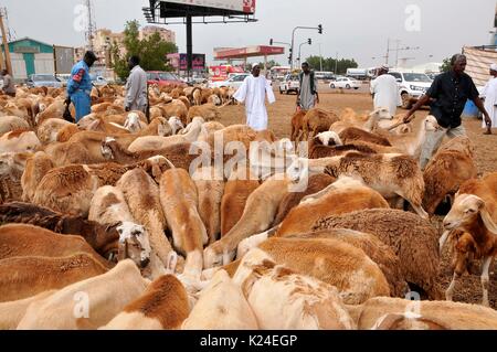 sheep in sudan Stock Photo - Alamy