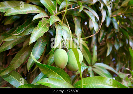 Africa,Malawi,Blantyre district. Mango fruit Stock Photo - Alamy