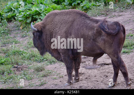 Eurpean bison on the forest sand European bison on the forest sand ...