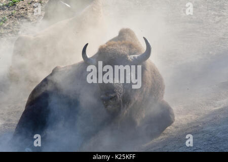 Eurpean bison on the forest sand European bison on the forest sand ...