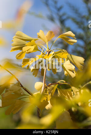 Ginkgo Biloba Leaves Turning Yellow in Autumn Against a Blue Sky Stock ...