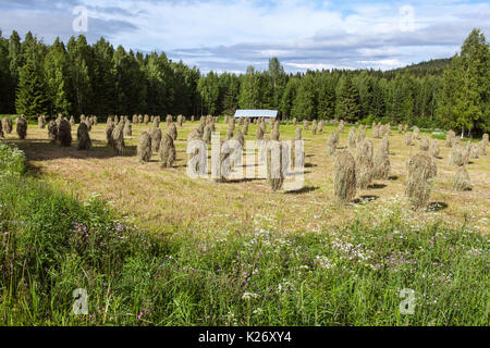 Haystacks on a field, forests around. Pole in the ground. Farming in ...