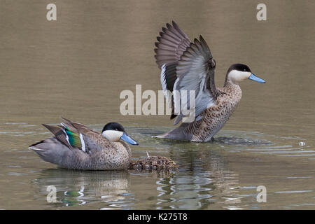 Puna Teal, Spatula puna, Aguada Blanca national Reserve Peru Stock ...