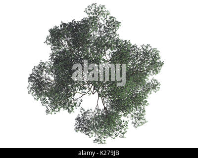 tree top view, isolated on white background, 3D illustration, cg render ...