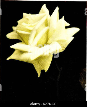 The practical book of outdoor rose growing for the home garden ...