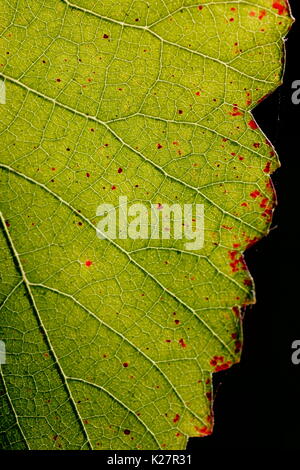 Texture of green grape leaf with veins and cell structure close up ...