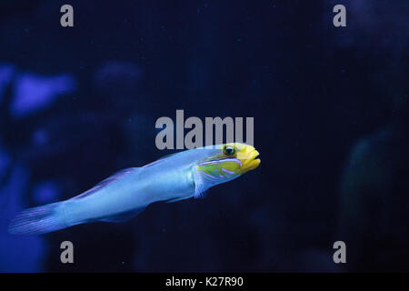Sleeper Gold Head Goby (Valenciennea strigata), native to the tropical ...