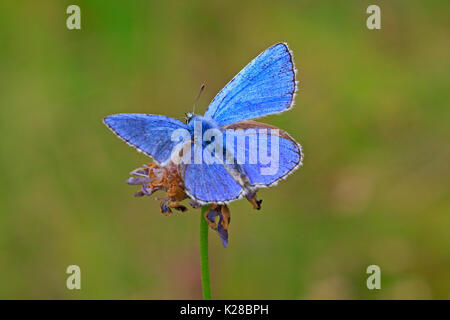 adonis blue butterfly Stock Photo - Alamy