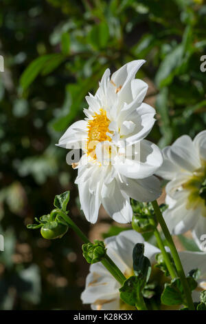 White dahlia flower growing on dacha plot on bright sunny day Stock ...