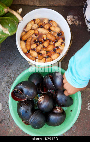 Suri worms (Rhynchophorus palmarum) on a market in Iquitos, Peru Stock ...