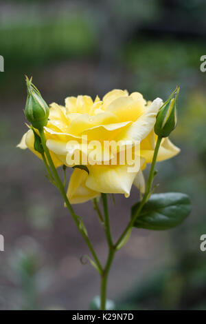 Rose buds and leaves in yellow water in bath Stock Photo - Alamy