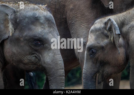 The Indian elephant is a sub-species of Asian elephant which includes ...