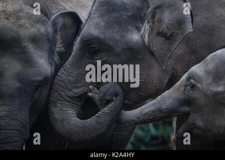 The Indian elephant is a sub-species of Asian elephant which includes ...