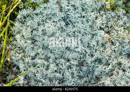 Detail of lichen and tundra vegetation in Greenland during summer Stock ...
