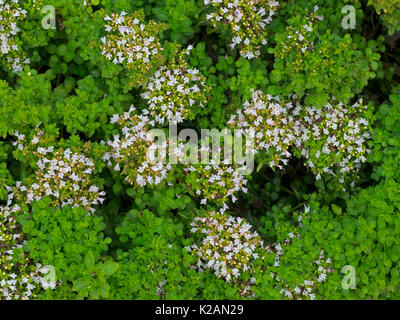 Compact marjoram (Origanum vulgare) 'Compactum' in flower in kitchen ...