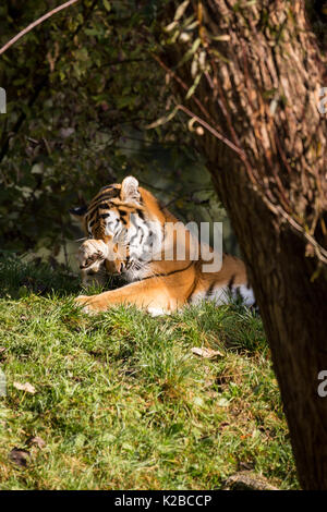 Siberian Tiger cleaning his Face and Paws, Zoo Stock Photo - Alamy
