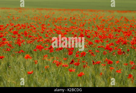 Poppies in Somme battlefield with British WWI war cemetery in ...