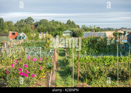 Allotments in England, UK with greenhouse, allotment and gardening ...