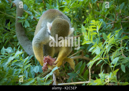 SQUIRREL MONKEY HAND Stock Photo - Alamy
