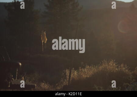 The flare of A lifetime Stock Photo - Alamy