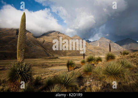 Queen of the Andes (Puya raymondii) plants in steppe, Cordillera Blanca ...