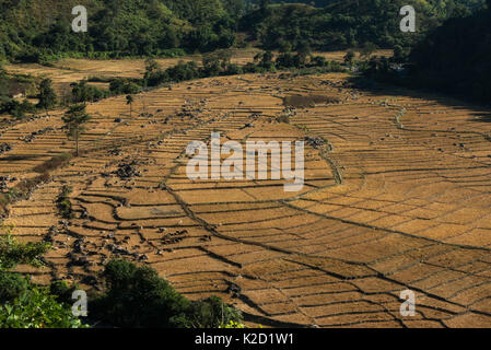 Nyshi rice paddies.Yazali Village, Nyshi Tribe, Arunachal Pradesh ...