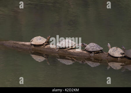 The Assam roofed turtle (Pangshura sylhetensis) also known as Sylhet ...