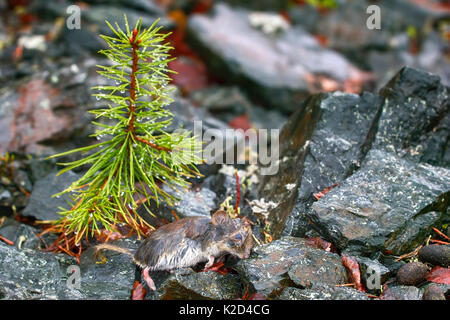 Mouse drowned in spring floods, dead mouse. Gray-sided vole ...